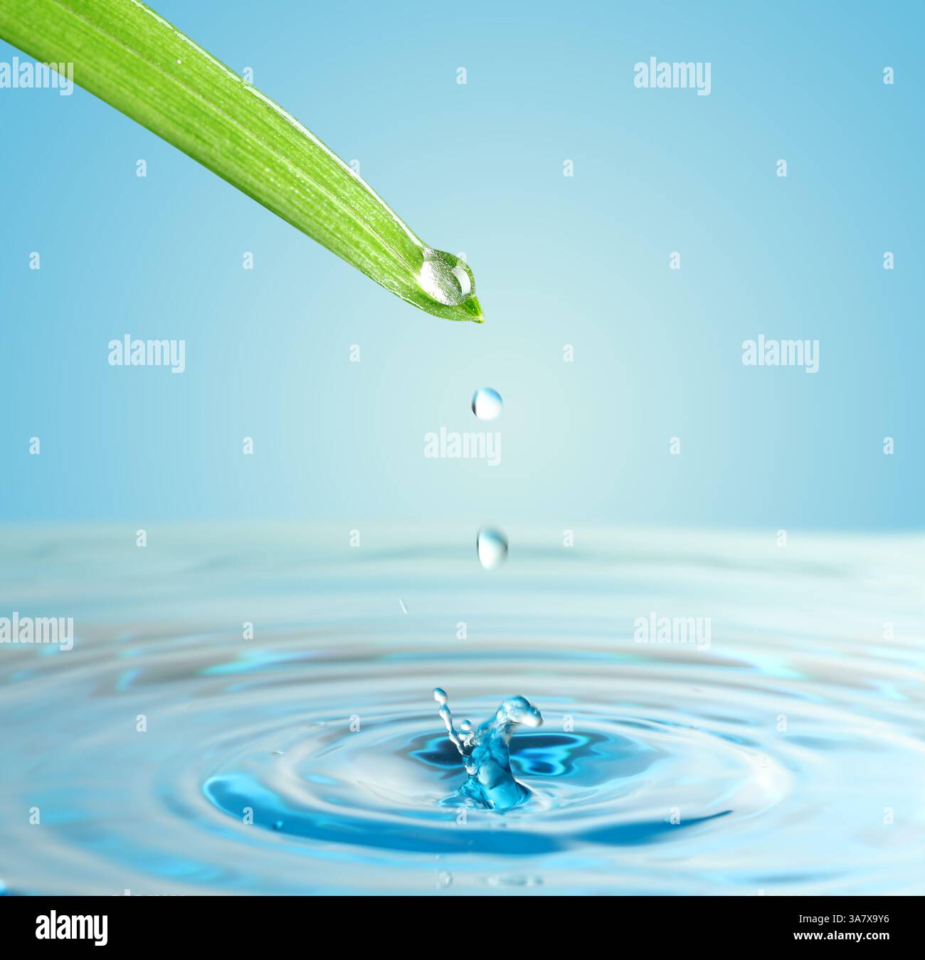 Water drops falling from grass blade into water on light blue ...