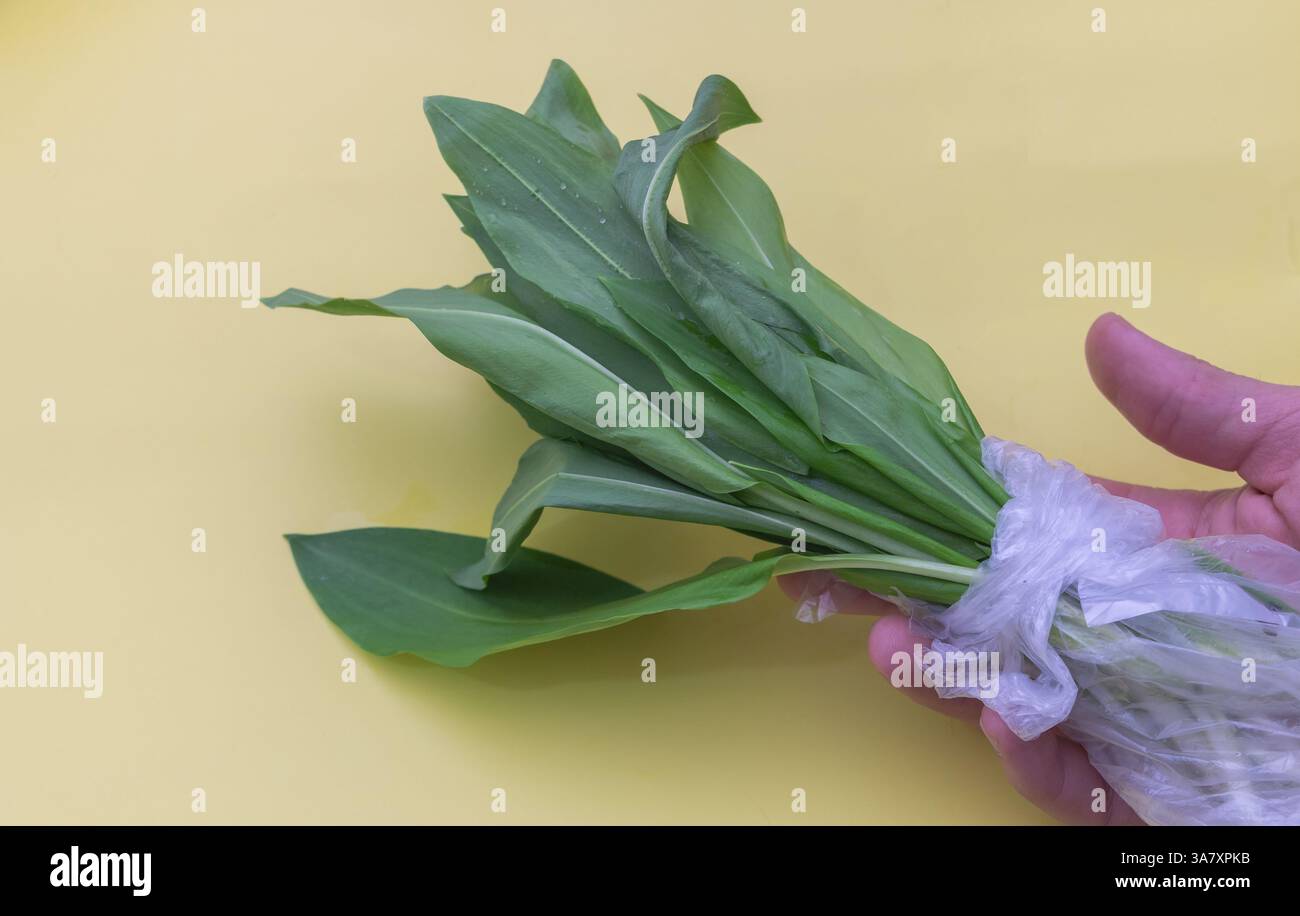A hand holding fresh wild ramsons also known as wild garlic. Leaves ...