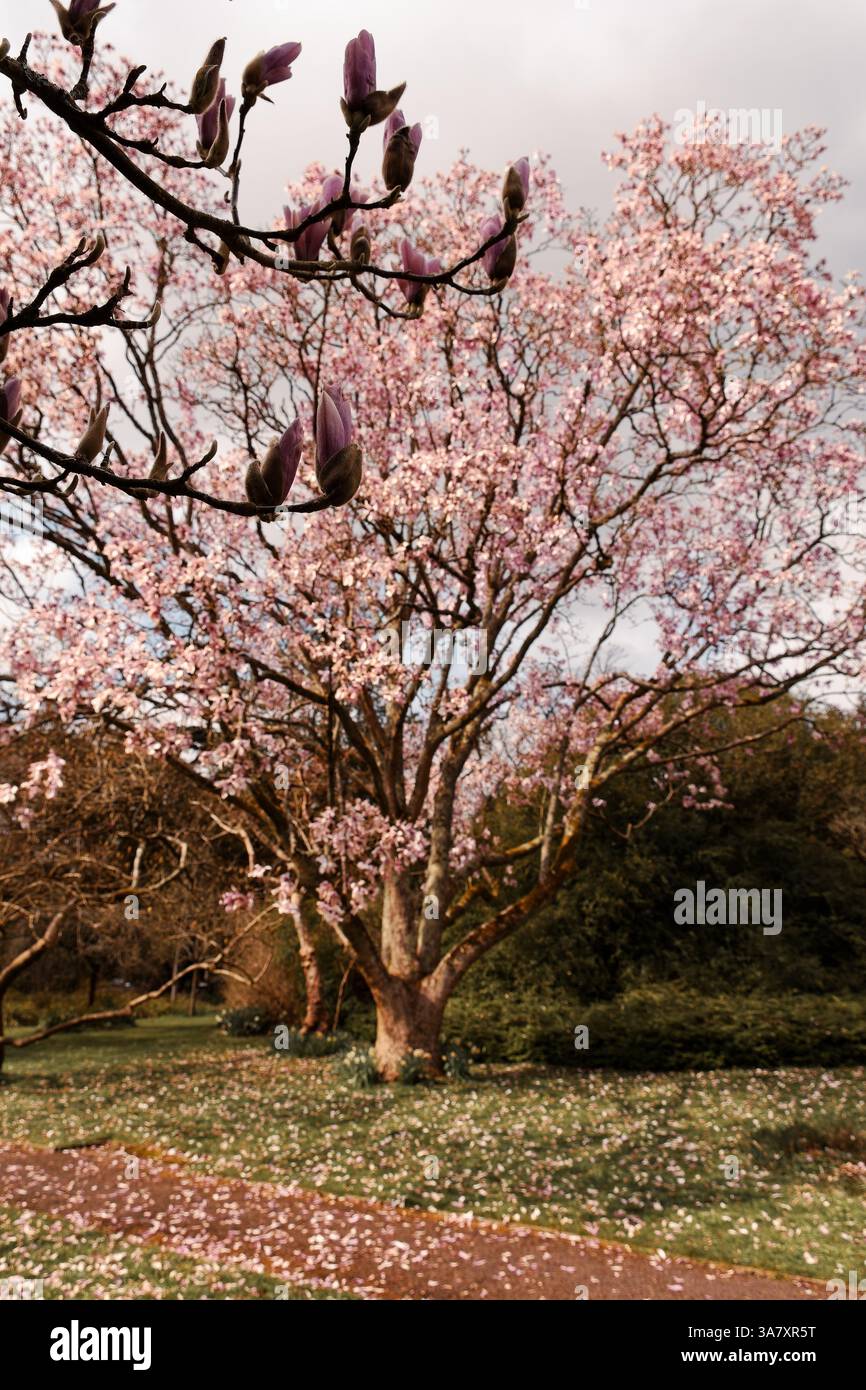 Botanical Gardens Bath in spring Stock Photo - Alamy