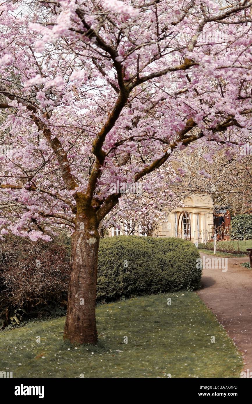 Botanical Gardens Bath in spring Stock Photo - Alamy