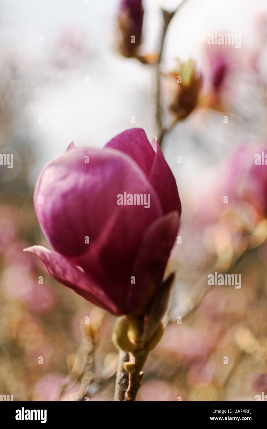 Botanical Gardens Bath in spring Stock Photo - Alamy