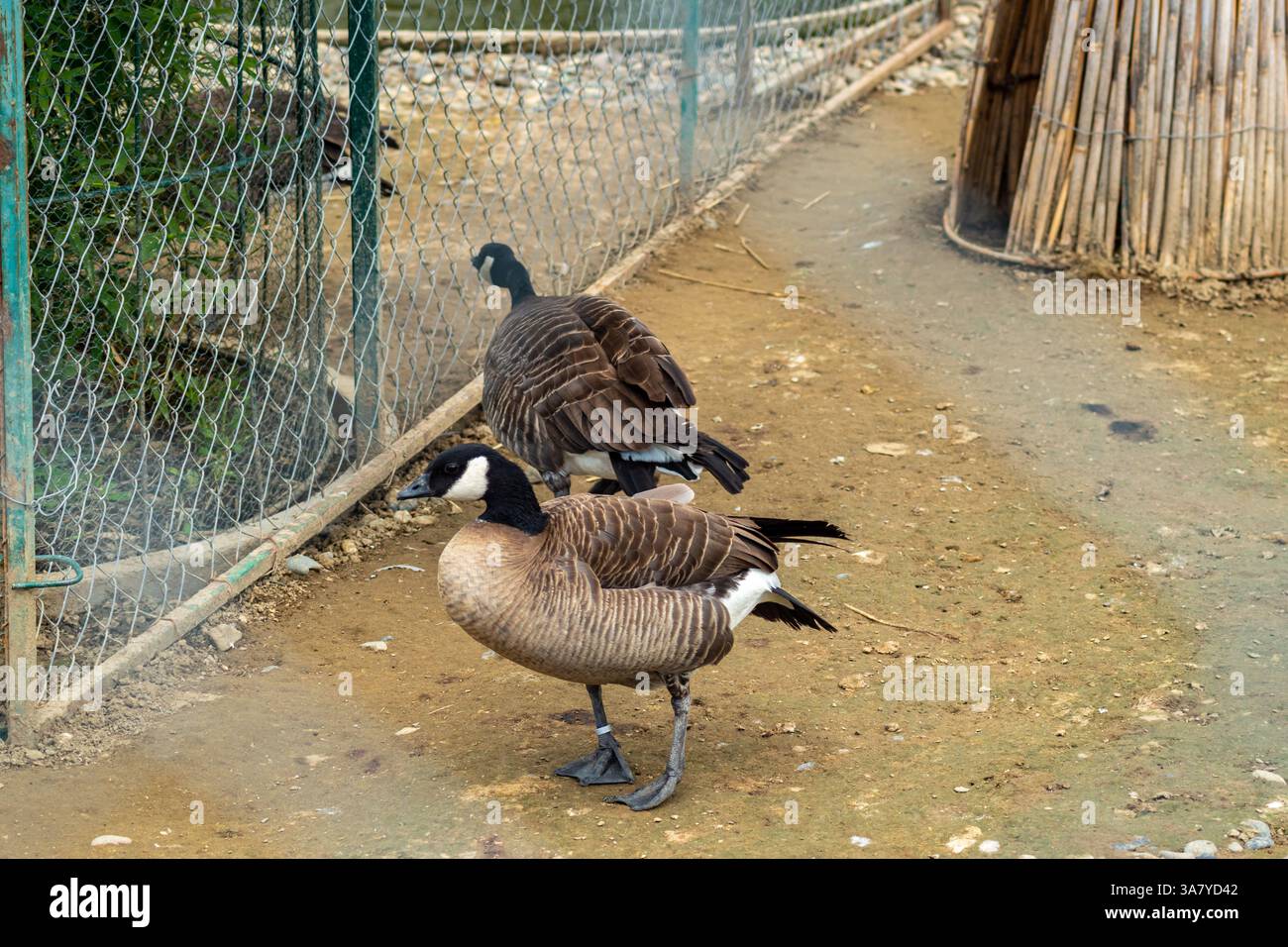 Close up goose face stands hi-res stock photography and images - Alamy