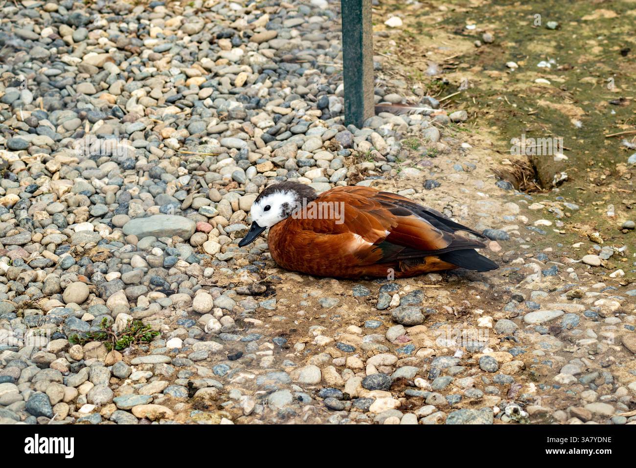 Resting Ruddy Shelduck lying on pebbled ground in park enclosure ...