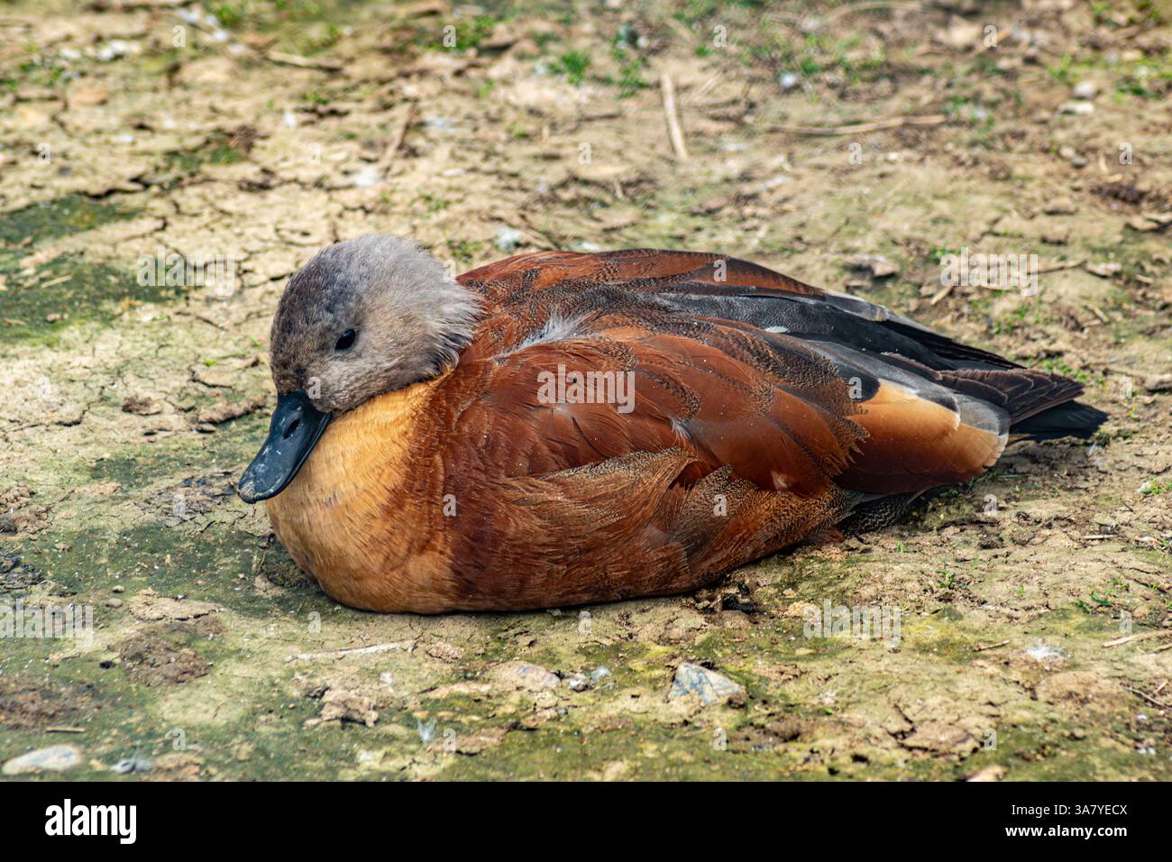 Side view of a female Ruddy Shelduck sitting on arid terrain, showing ...