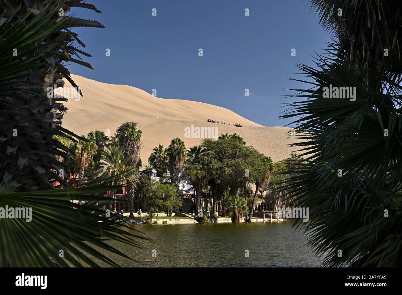Sand dunes and palm trees in the oasis of Huacachina in the Ica desert ...
