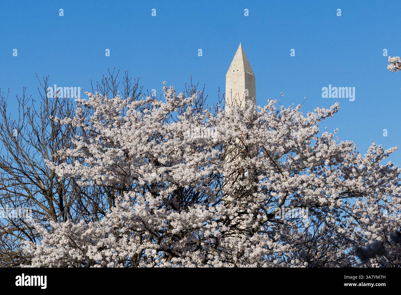 Cherry blossoms bloom along the Tidal Basin of the National Mall in ...