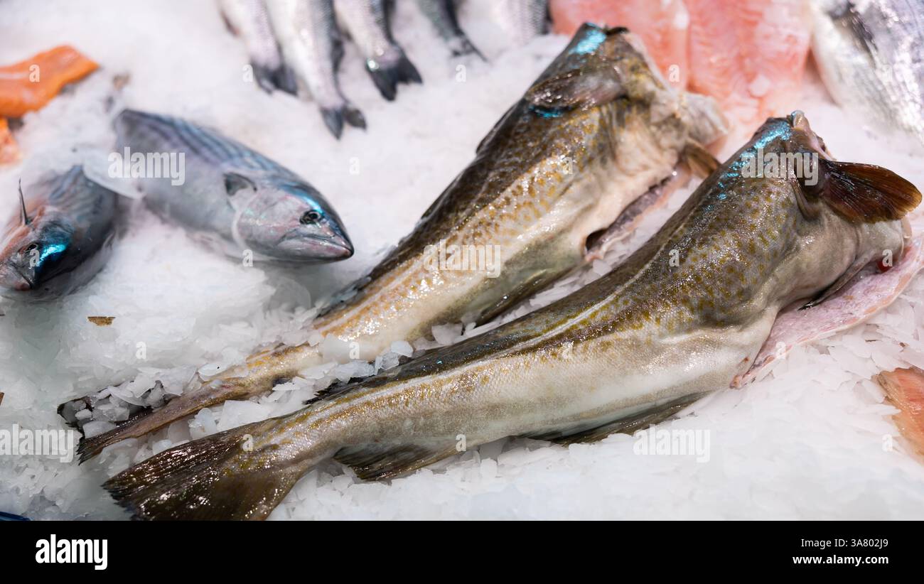 Crumbled ice, carcasses of gutted and decapitated cod fish trunk lie on ...