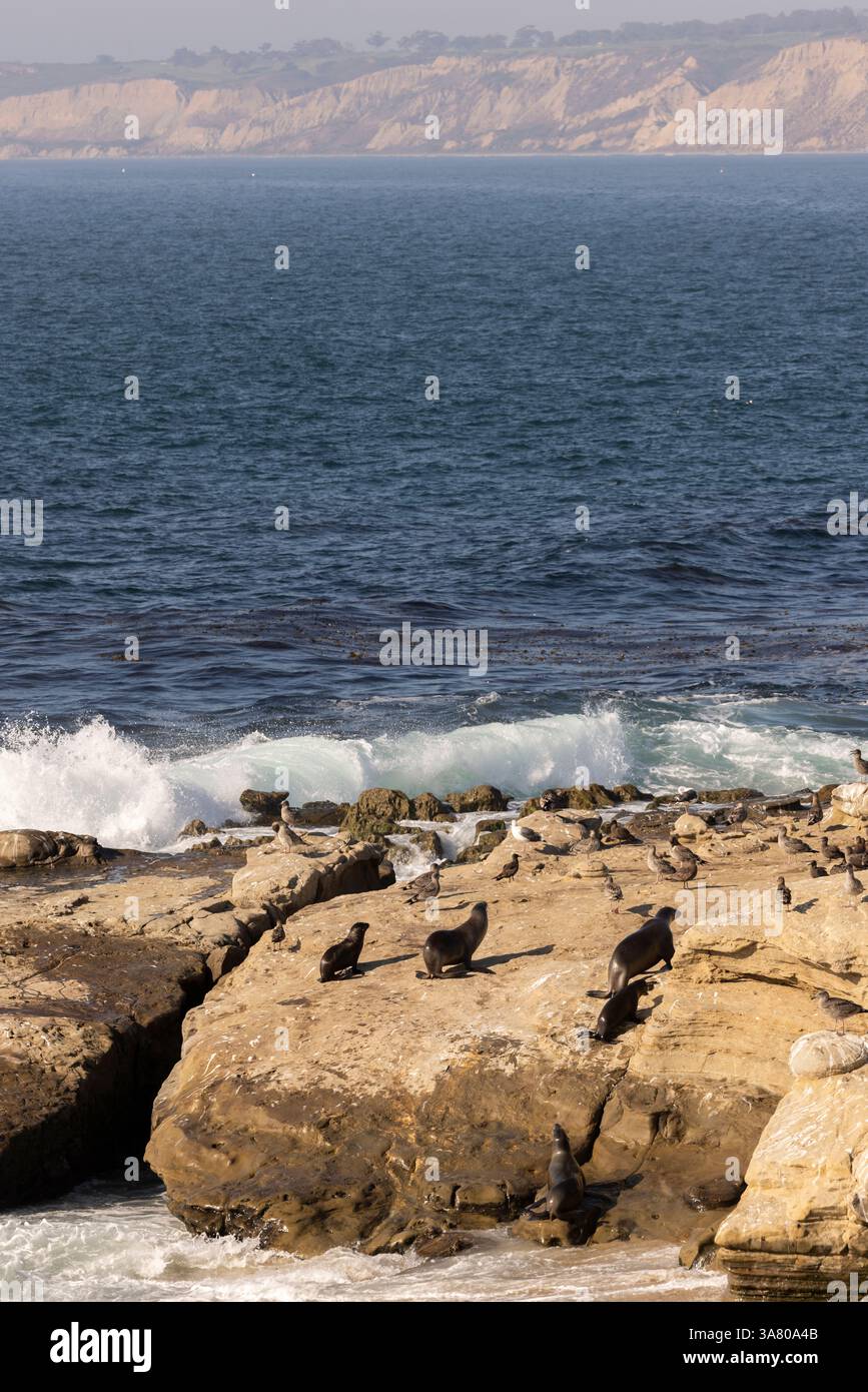 Afternoon view of seals on a sea lion Rookery beach in the La Jolla ...