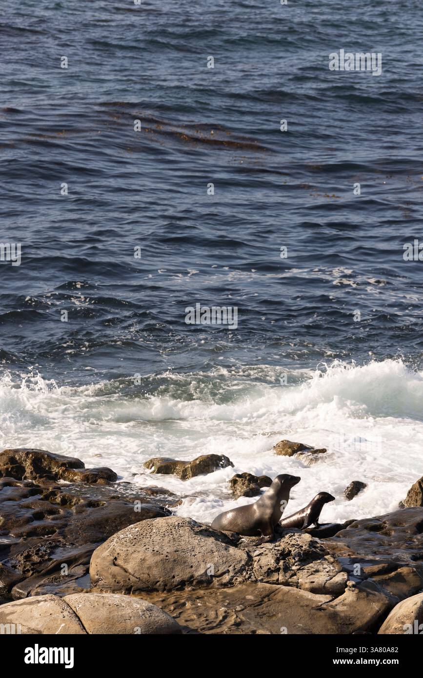 Afternoon view of seals on a sea lion Rookery beach in the La Jolla ...