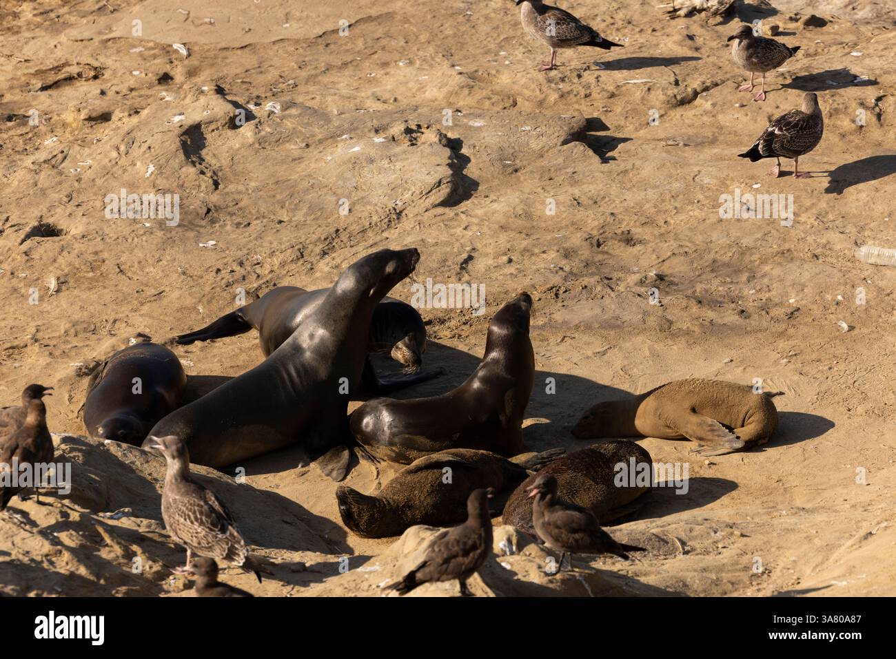 Afternoon view of seals on a sea lion Rookery beach in the La Jolla ...