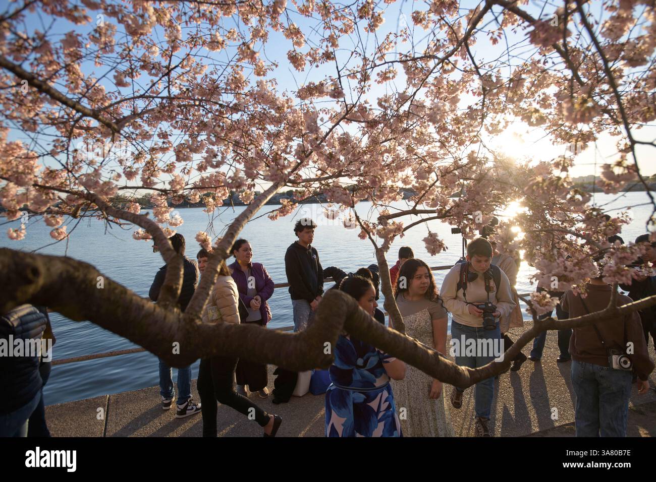 People walk along the Tidal Basin to see the cherry blossoms, Thursday ...
