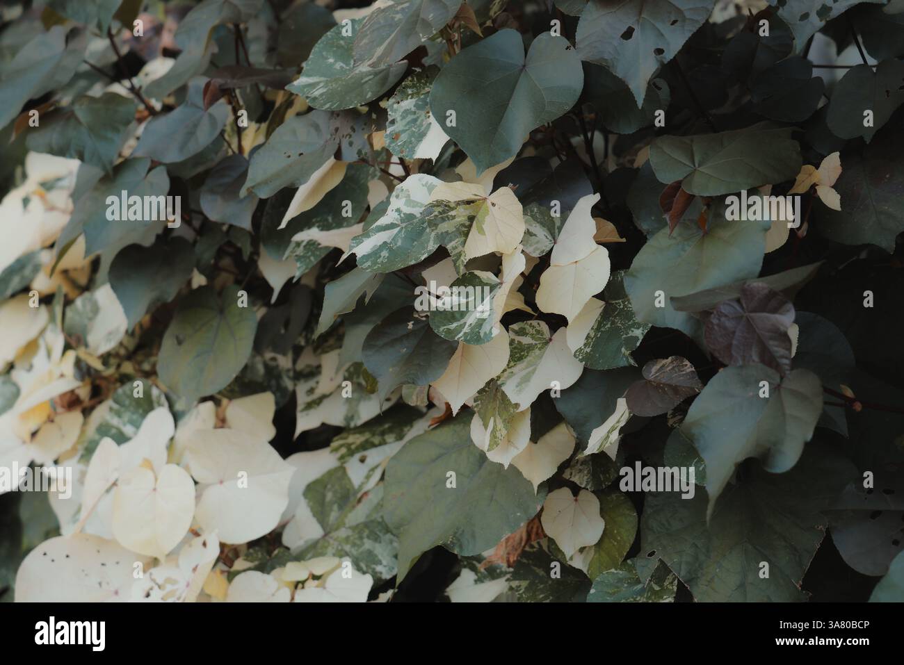 Variegated Green and Cream Leaves offer Beautiful Textures, Perfect for ...