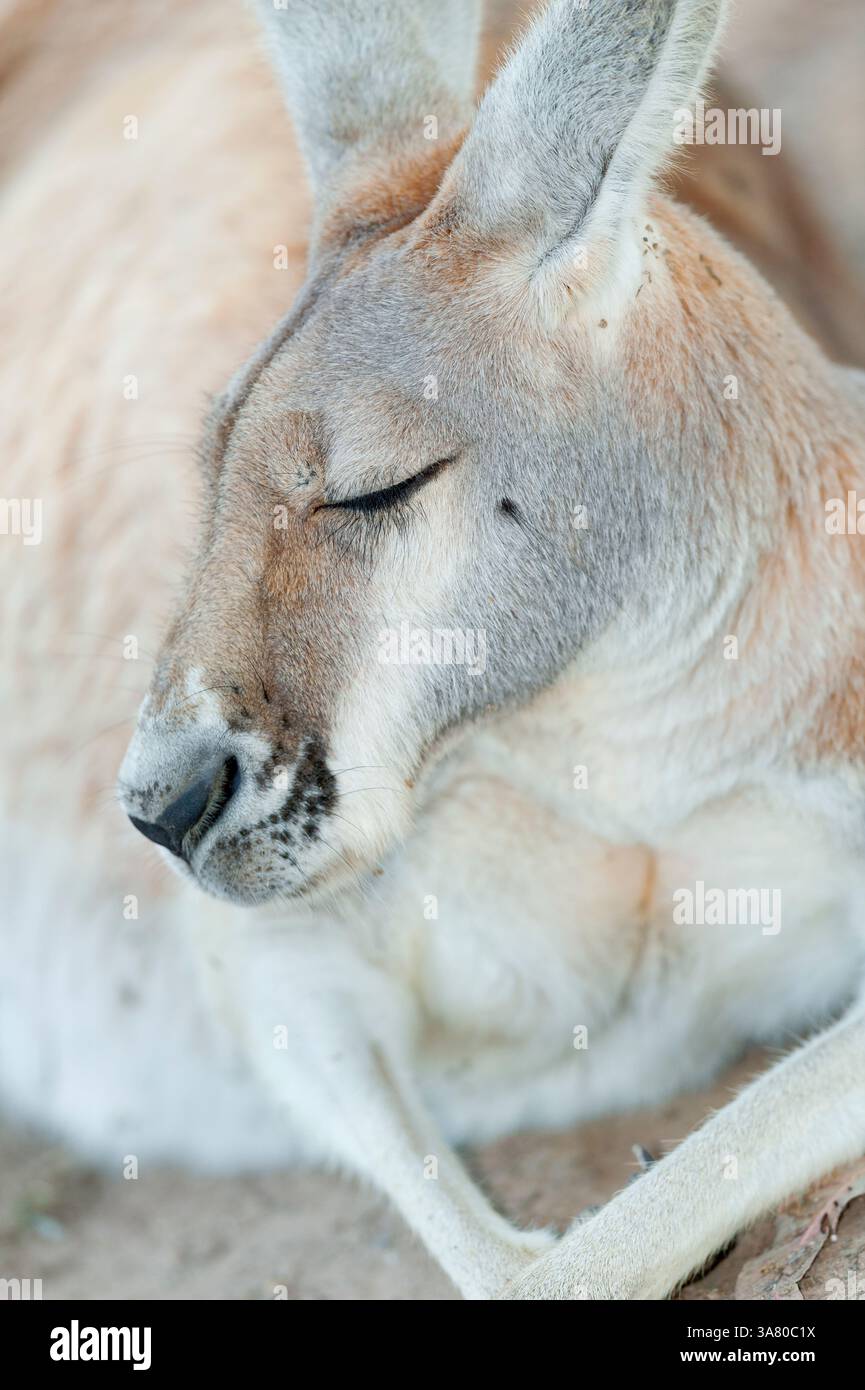 Eastern grey kangaroo (Macropus giganteus) sleeping, Lone Pine Koala ...
