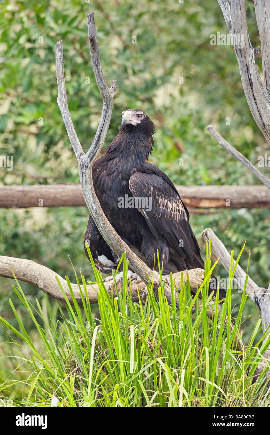 Wedge-tailed eagle (Aquila audax), Brisbane, Queensland, Australia ...