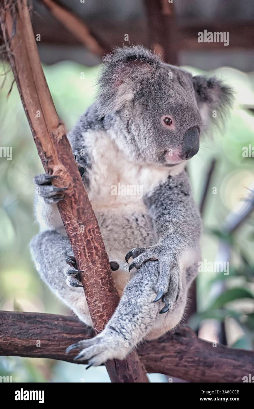 Koala (Phascolarctos Cinereous), Lone Pine Koala Sanctuary, Brisbane ...