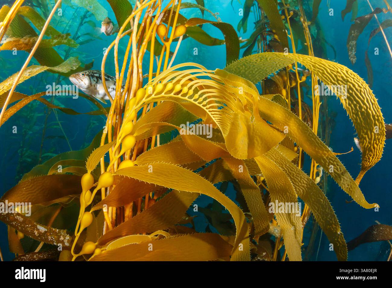 Air bladders lift strands of giant kelp, Macrocystis pyrifera, toward ...
