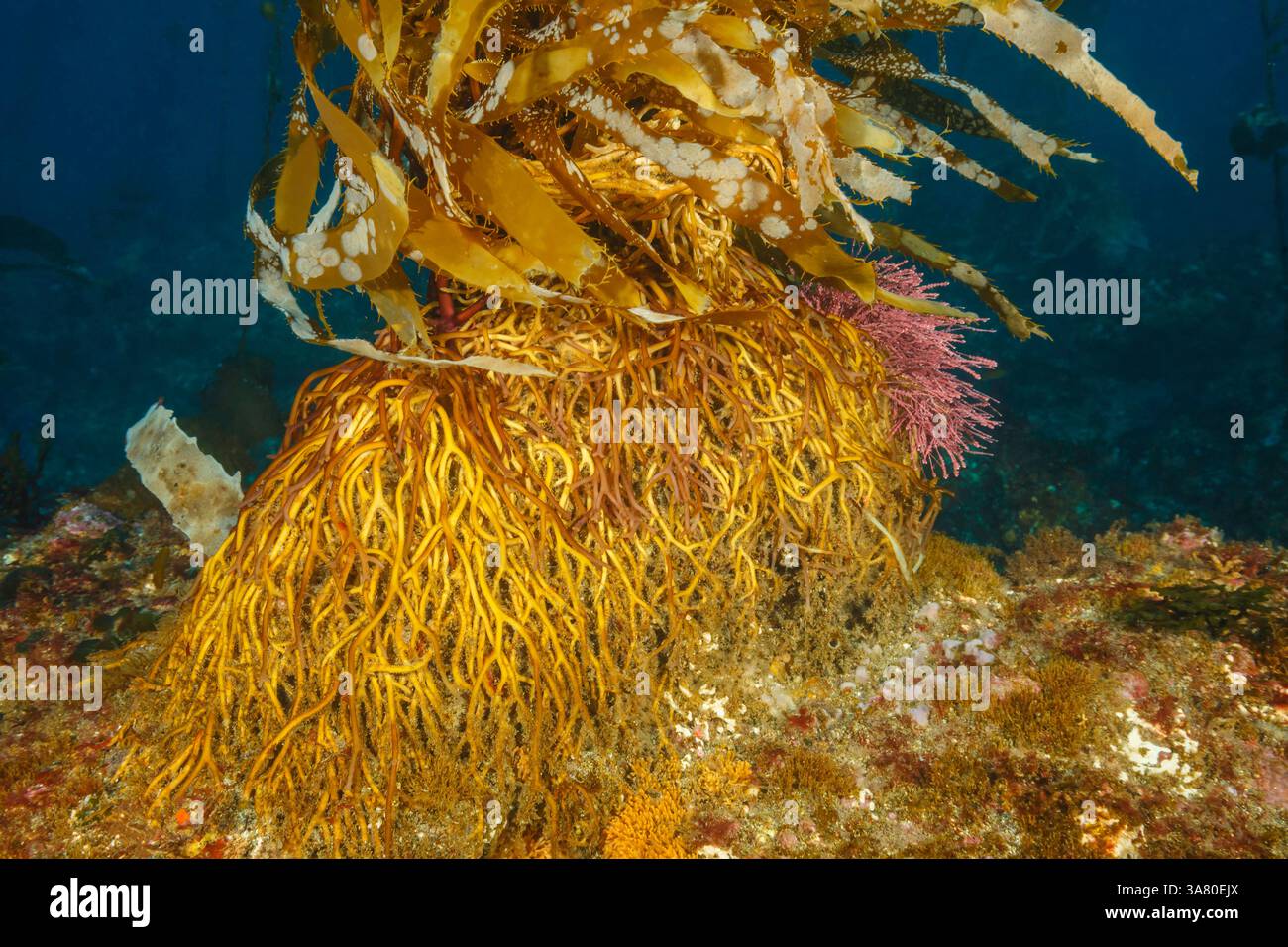 The "holdfast" is the root system anchoring giant kelp, Macrocystis ...