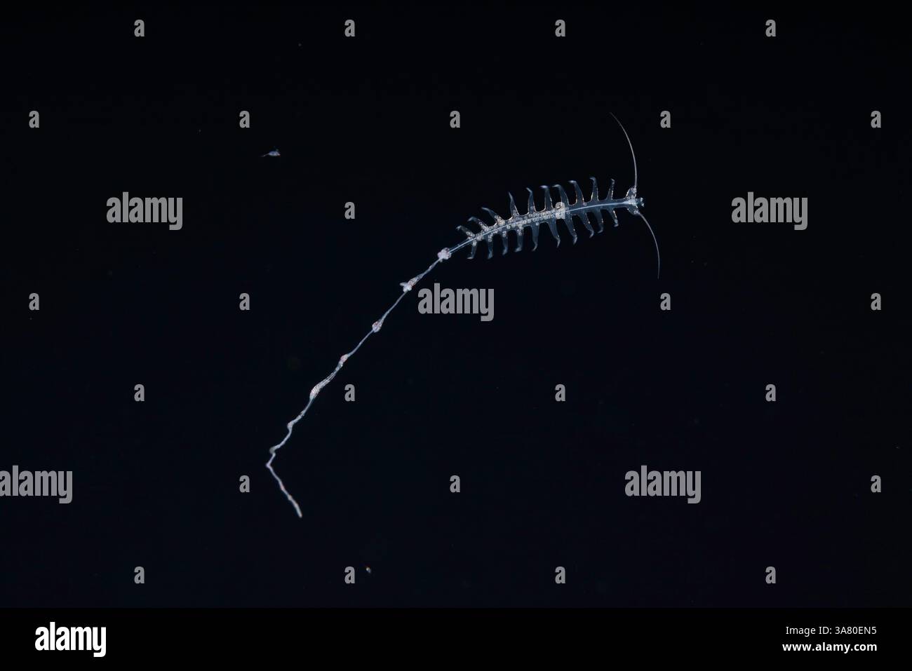 This larval bristle worm was photographed at night a mile off the ...
