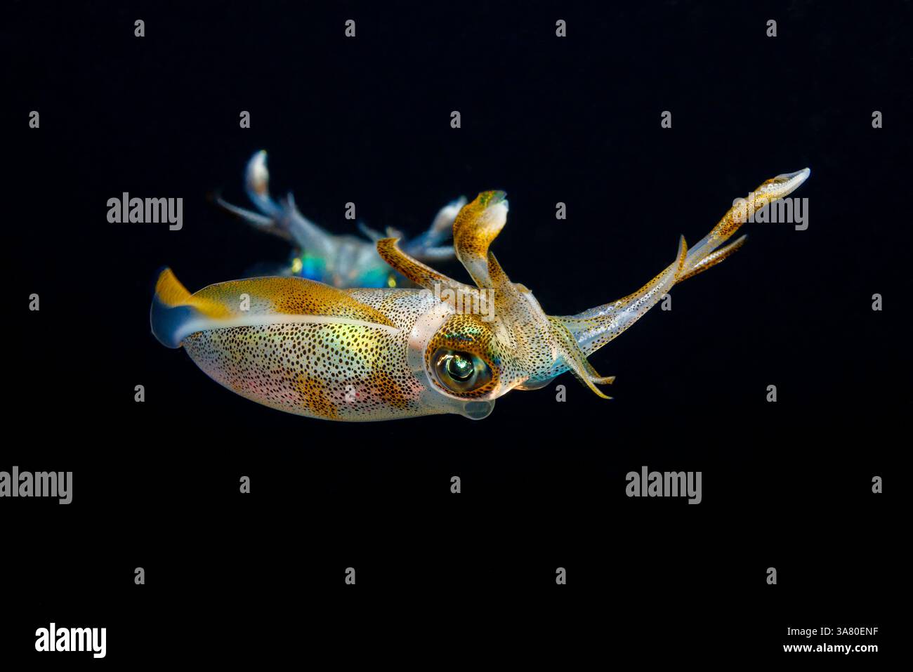 These two bigfin reef squid, Sepioteuthis lessoniana, were photographed ...