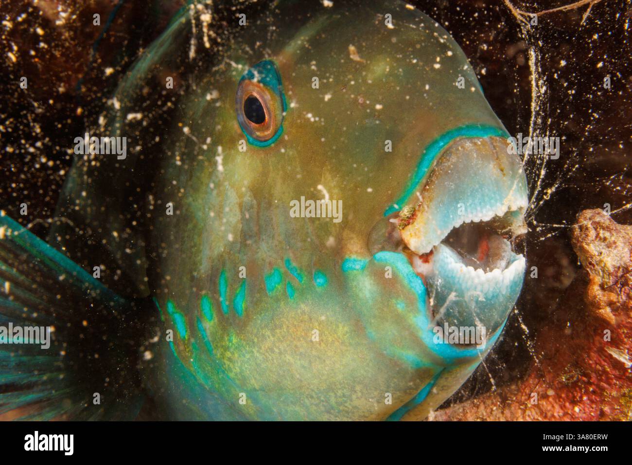 The sub-adult phase of a bluepatch parrotfish, Scarus forsteni, Yap ...