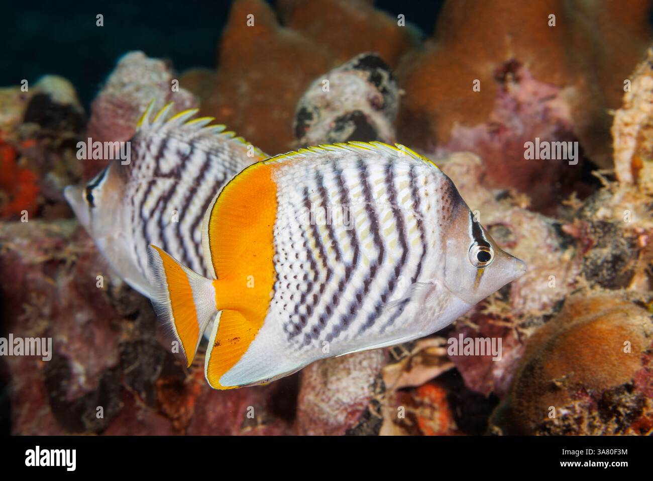 The yellowback Merten's butterflyfish, Chaetodon mertensii, is also ...
