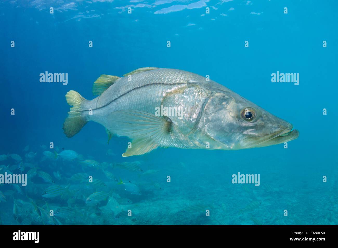 Common snook, Centropomus undecimalis, off the island of Curacao in the ...