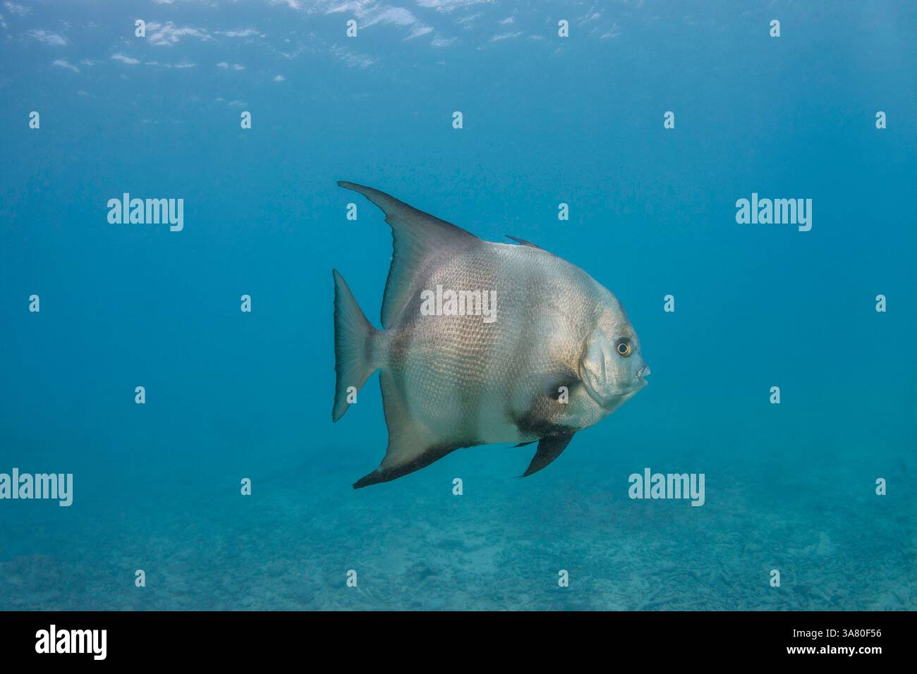 Moonfis hi-res stock photography and images - Alamy