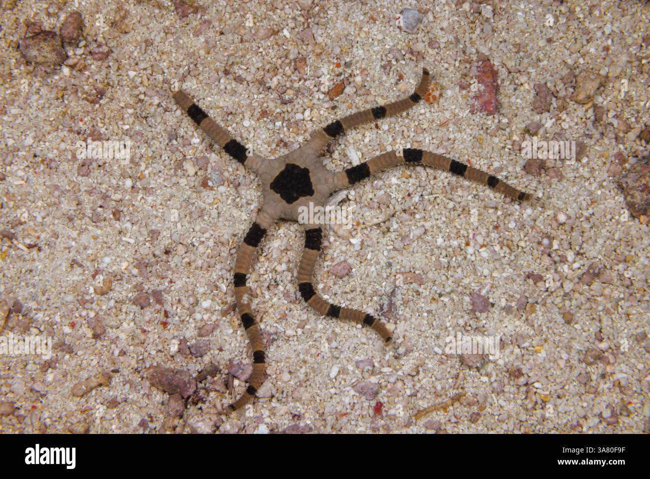 This banded brittle star, Ophiolepis superba, was photographed at night ...