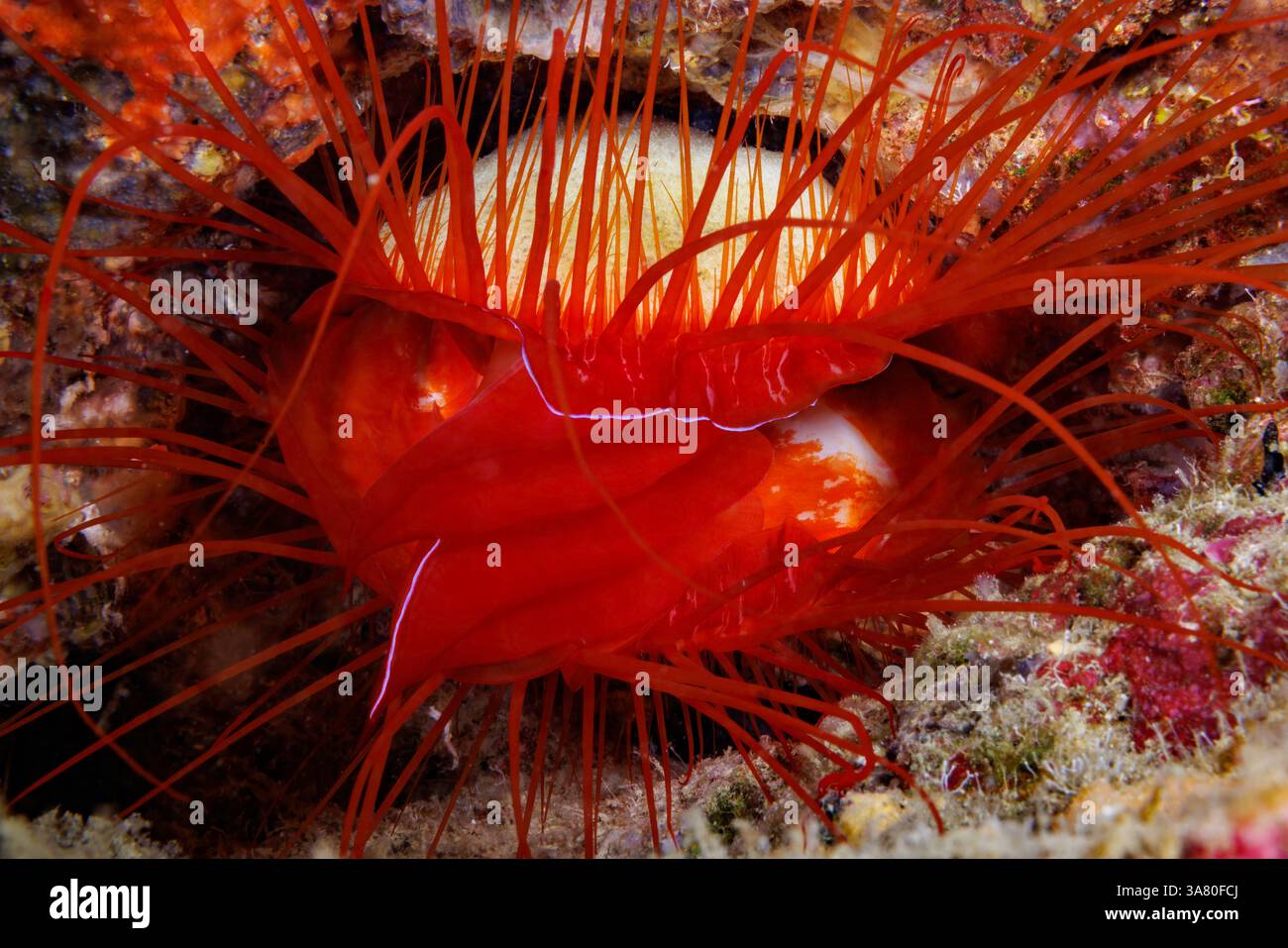 The electric fileclam, Ctenoides ales, has a long list of common names ...