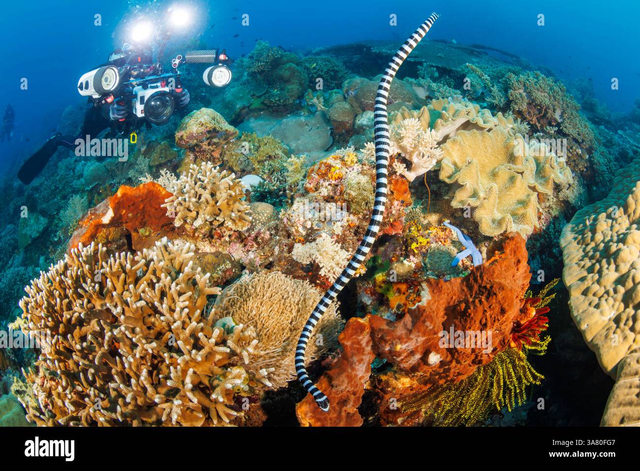 A photographer (MR) lines up on a venomous banded yellowlip sea snake ...