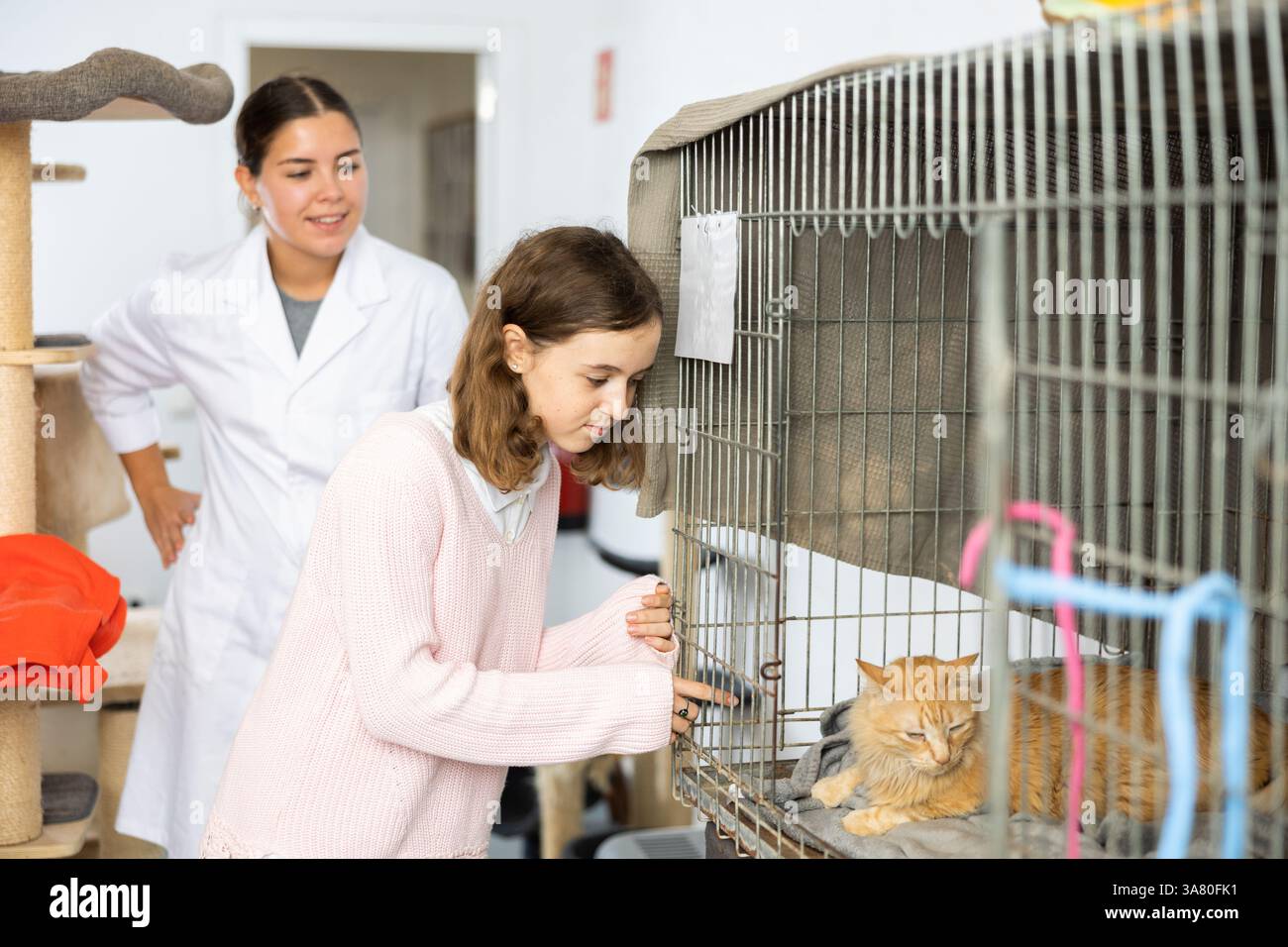 Preteen girl looking at ginger tomcat in cage in animal shelter Stock ...