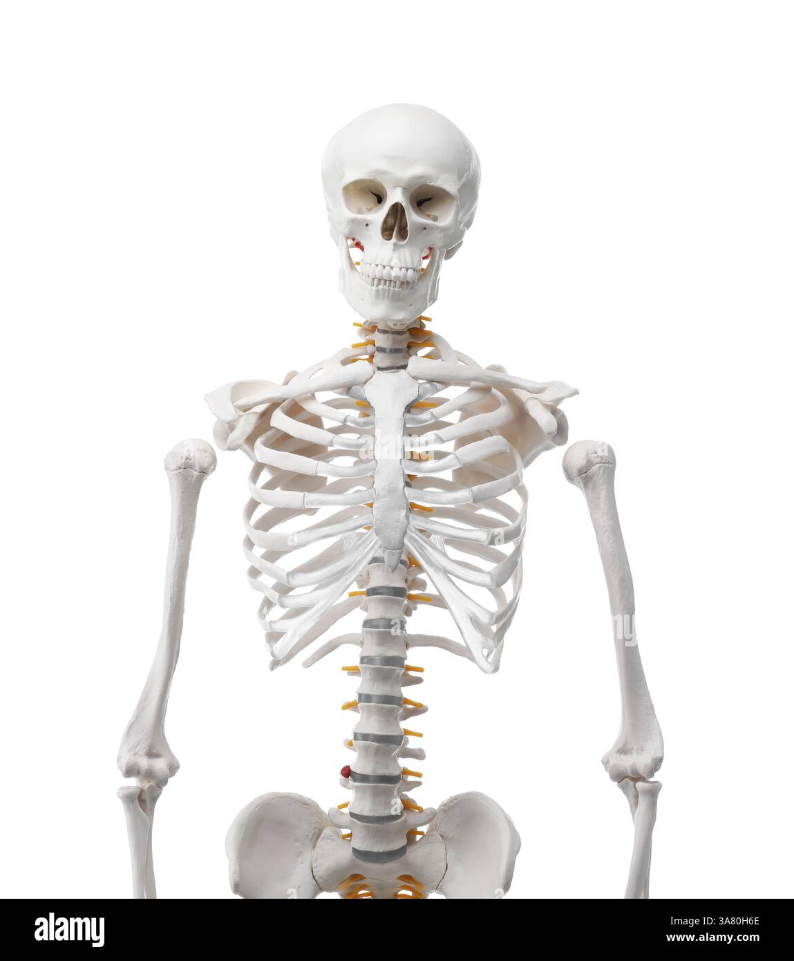 Artificial human skeleton model isolated on white Stock Photo - Alamy