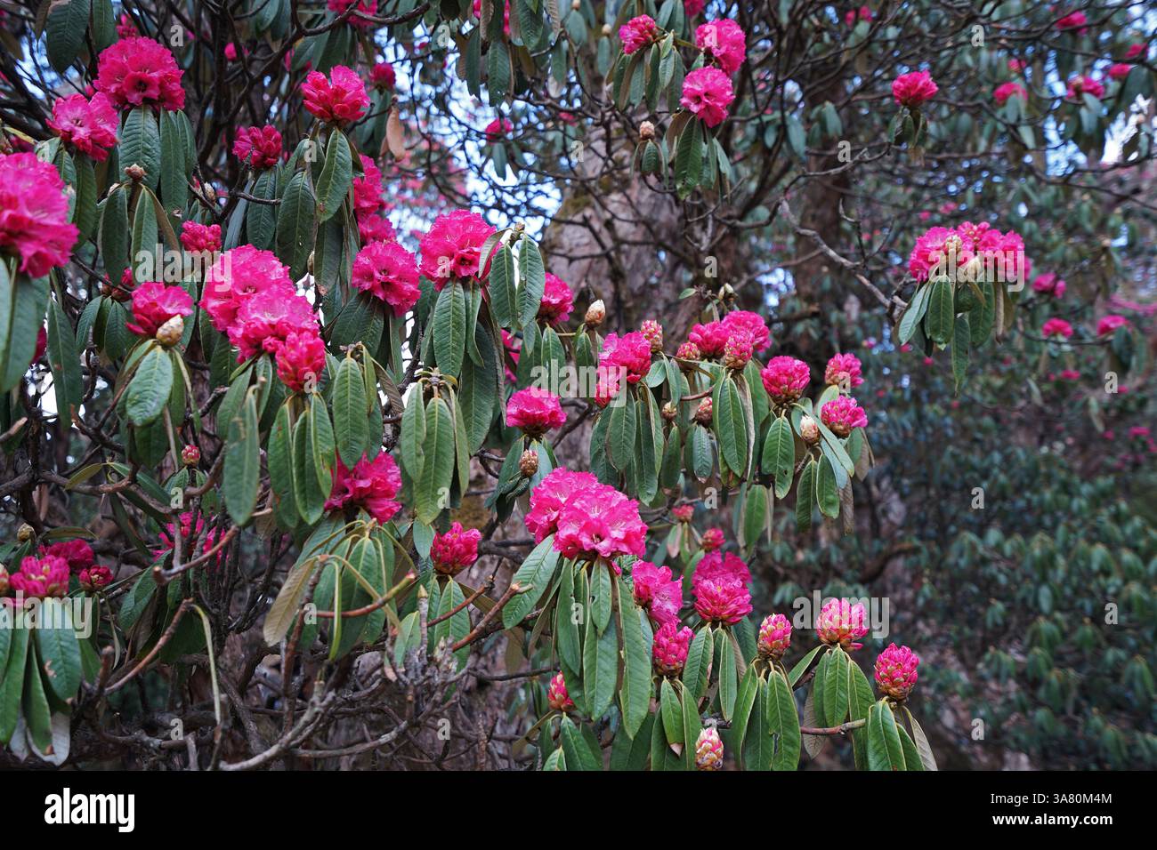 Full bloom of Rhododendron tree with cloudy blue sky, National flower ...