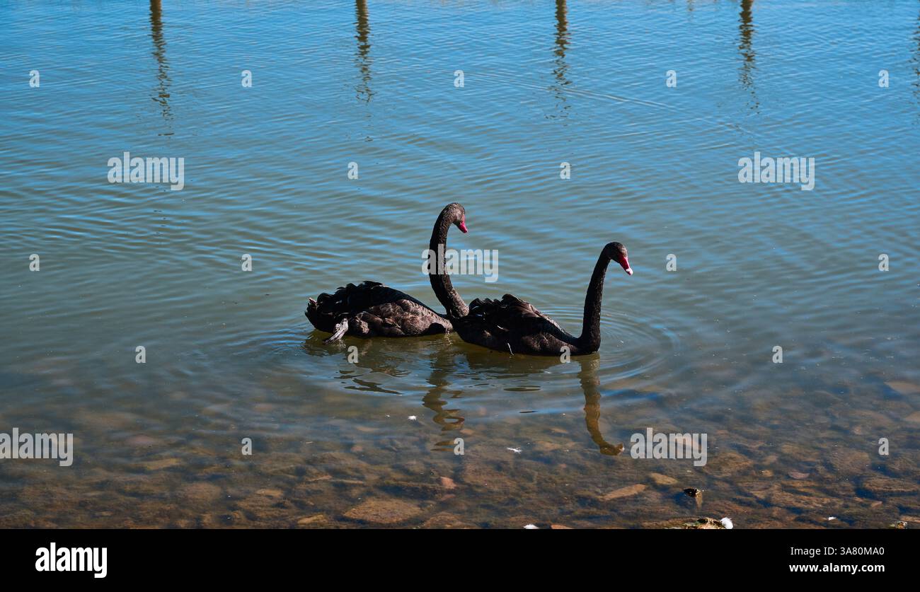 Natural landscape swans swimming hi-res stock photography and images ...