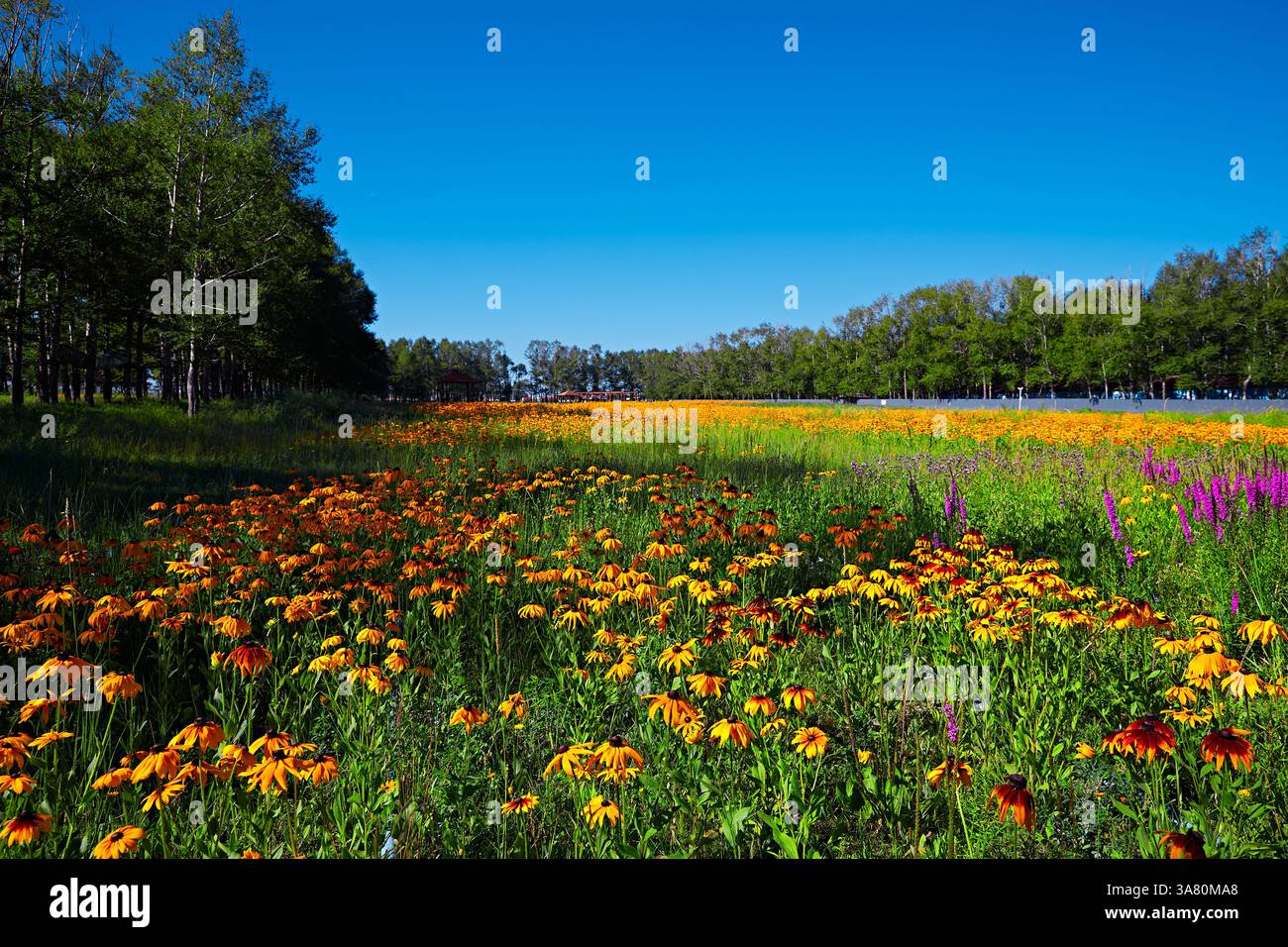 Orange Flower Field Under Clear Blue Sky Stock Photo - Alamy