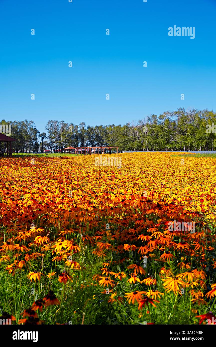 Orange Flower Field Under Clear Blue Sky Stock Photo - Alamy