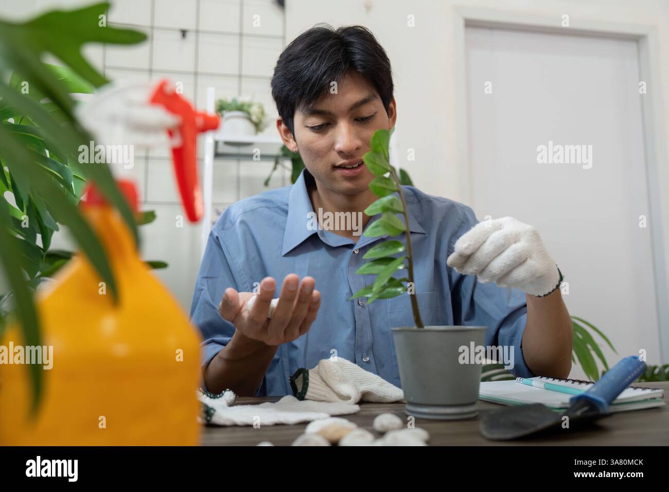 Plant Care and Gardening Techniques. A person examines a young plant ...