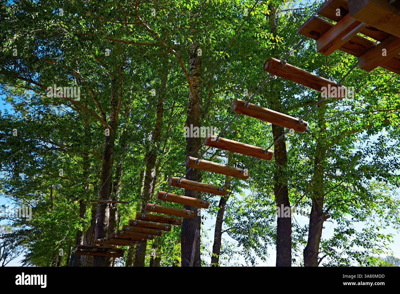 Wooden Walkway Through Forest Stock Photo - Alamy