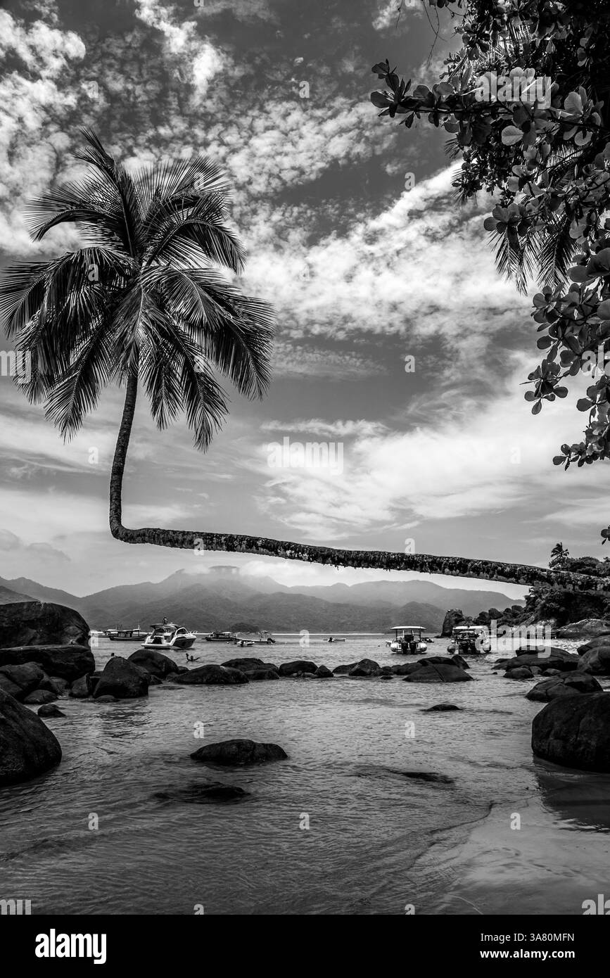 Leaning Palm Tree at Aventureiro Beach in Monochrome - Ilha Grande, Rio ...