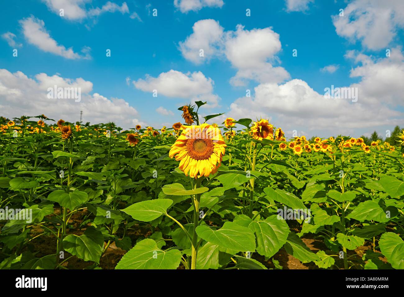 Sunflower Field with Blue Sky and Communication Tower Stock Photo - Alamy