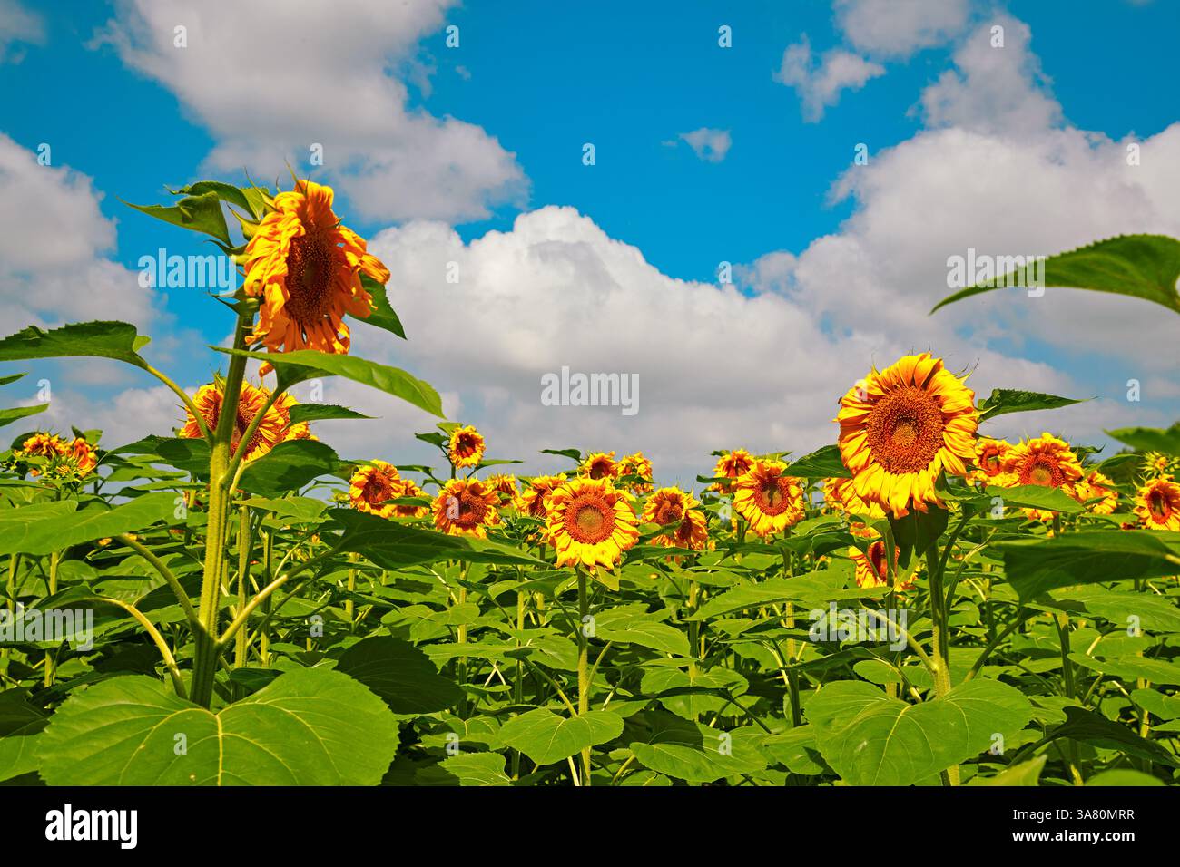Sunflower Field with Blue Sky and Communication Tower Stock Photo - Alamy