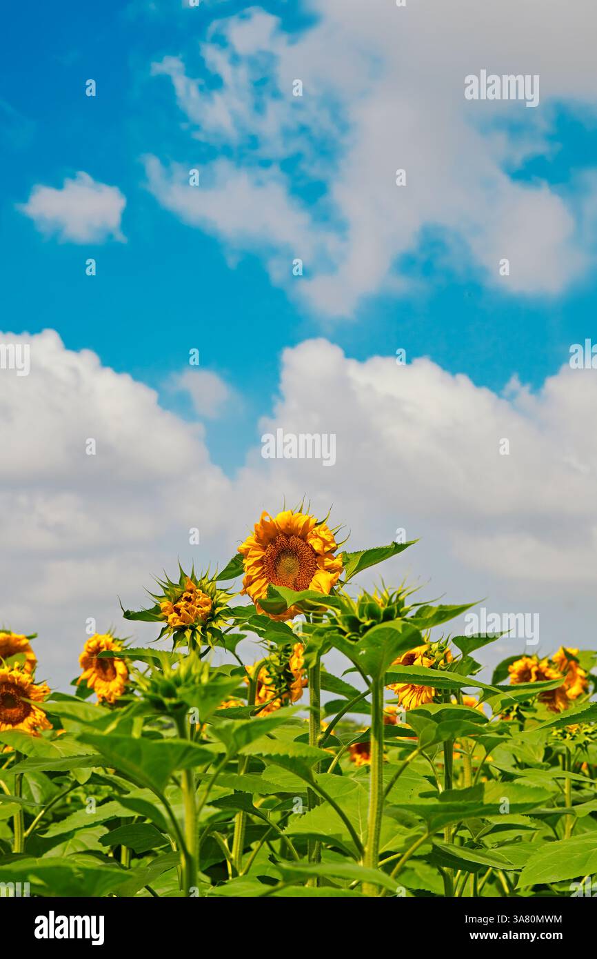 Sunflower Field with Blue Sky and Communication Tower Stock Photo - Alamy