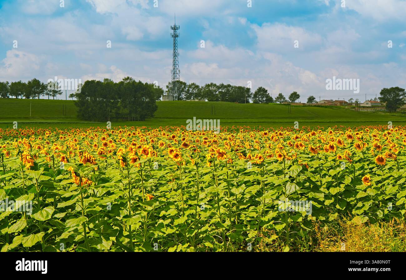 Sunflower Field with Blue Sky and Communication Tower Stock Photo - Alamy
