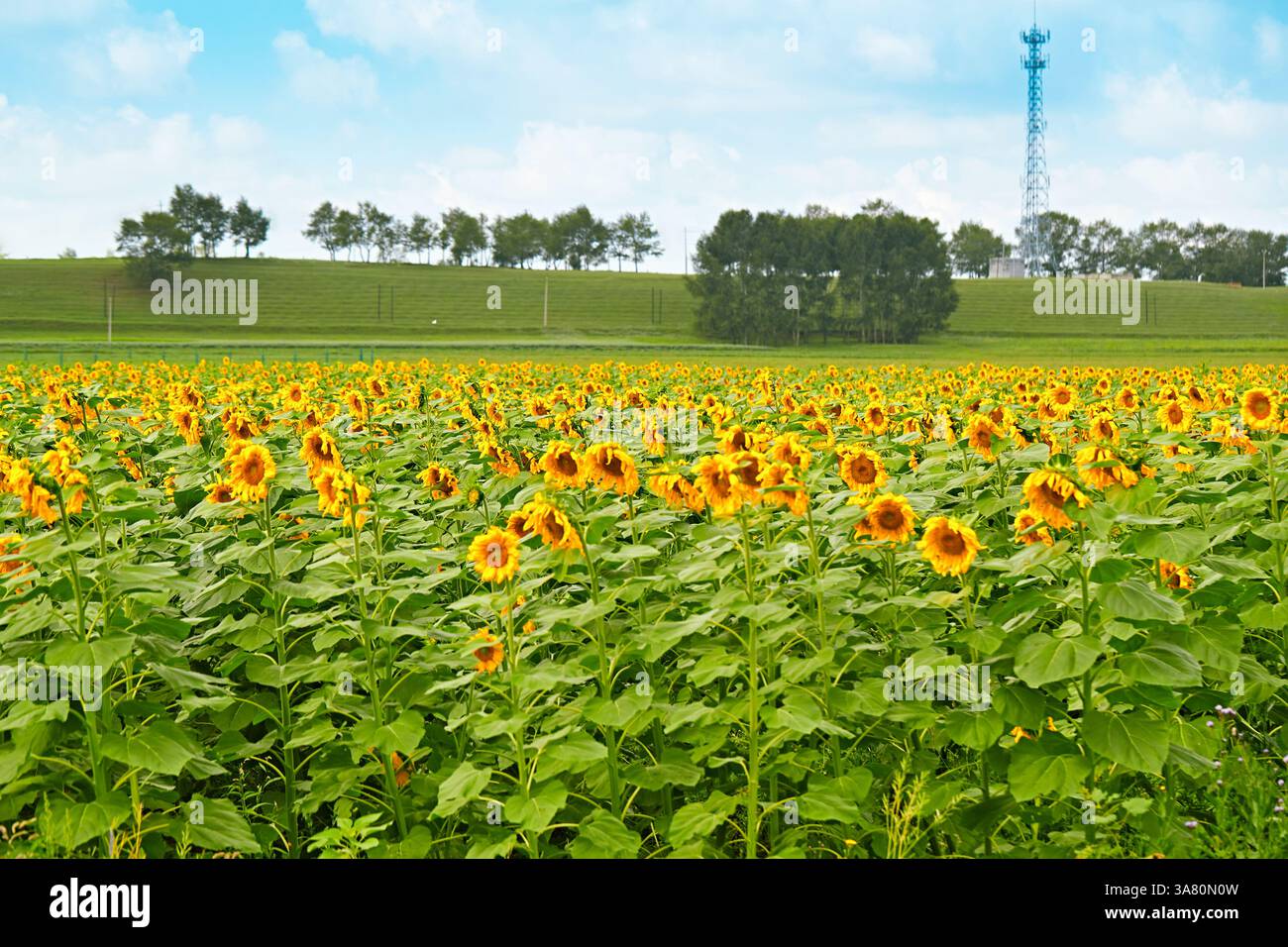 Sunflower Field with Blue Sky and Communication Tower Stock Photo - Alamy