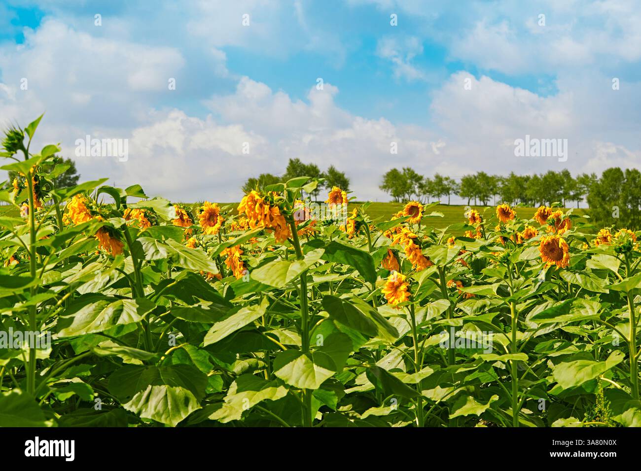 Sunflower Field with Blue Sky and Communication Tower Stock Photo - Alamy
