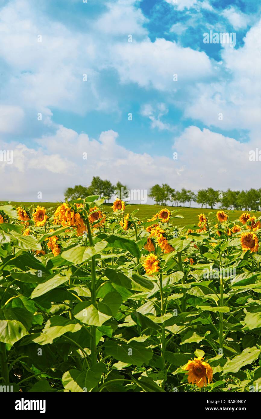 Sunflower Field with Blue Sky and Communication Tower Stock Photo - Alamy