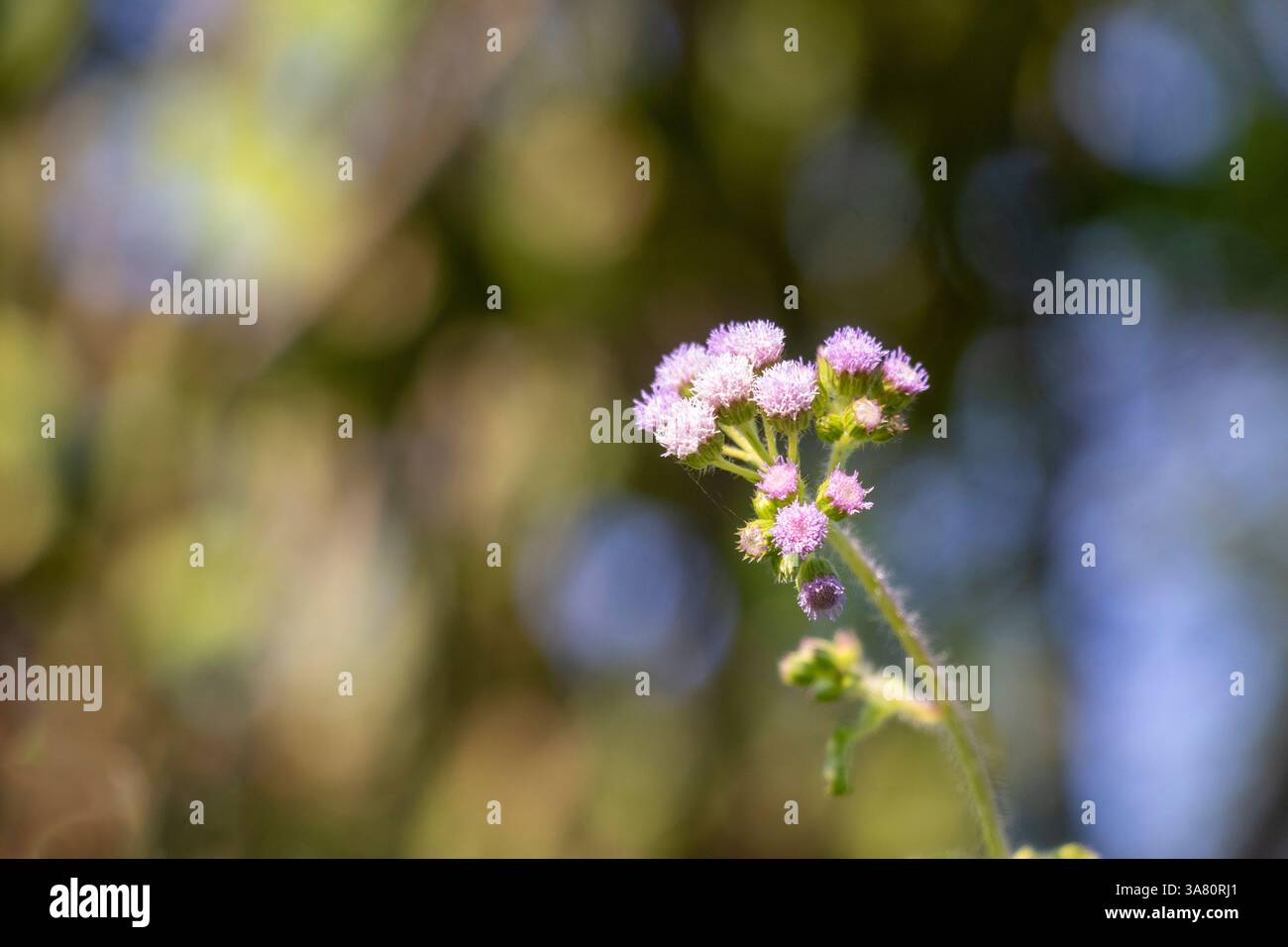 Flower native to north africa hi-res stock photography and images - Alamy