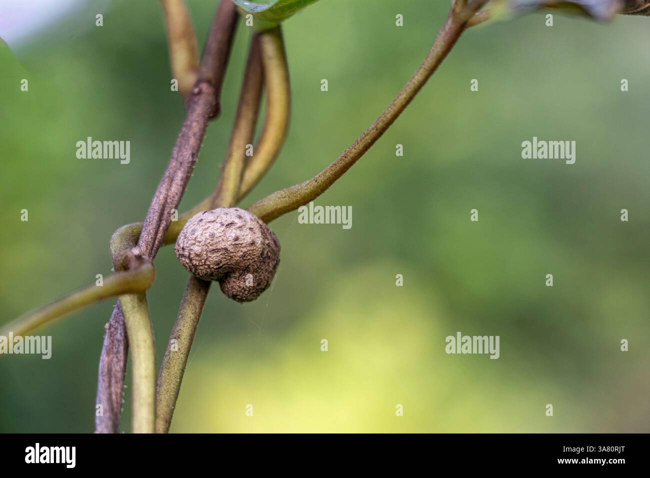 Chinese yam Dioscorea polystachia, also known as Dioscorea opposita, is ...
