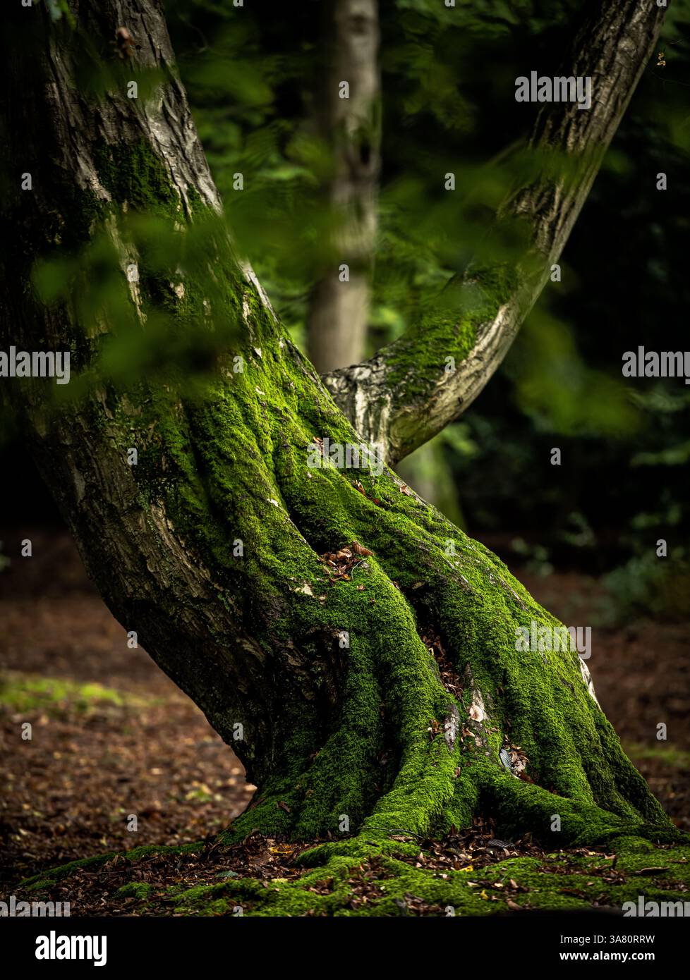 The green tree nature hi-res stock photography and images - Alamy