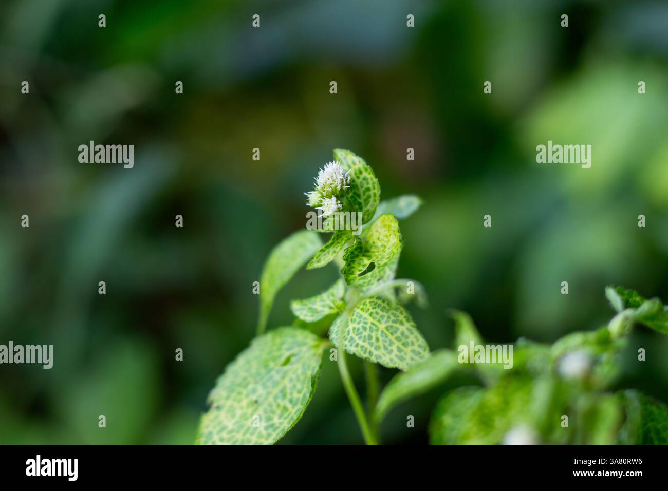 Commonly known as Jack in the Bush, Siam Weed, Rouge Plant, and ...